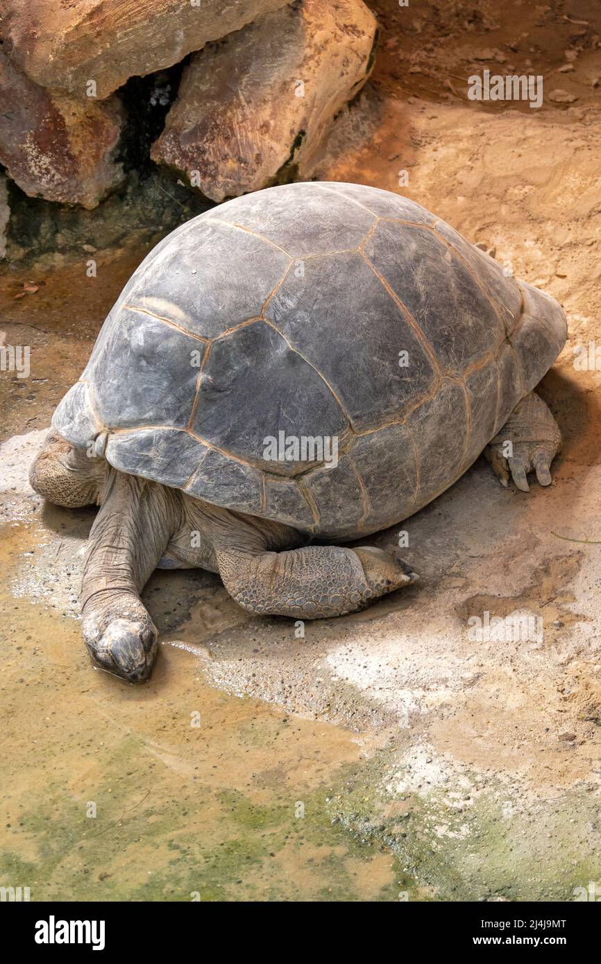 big turtle in the sand Stock Photo - Alamy