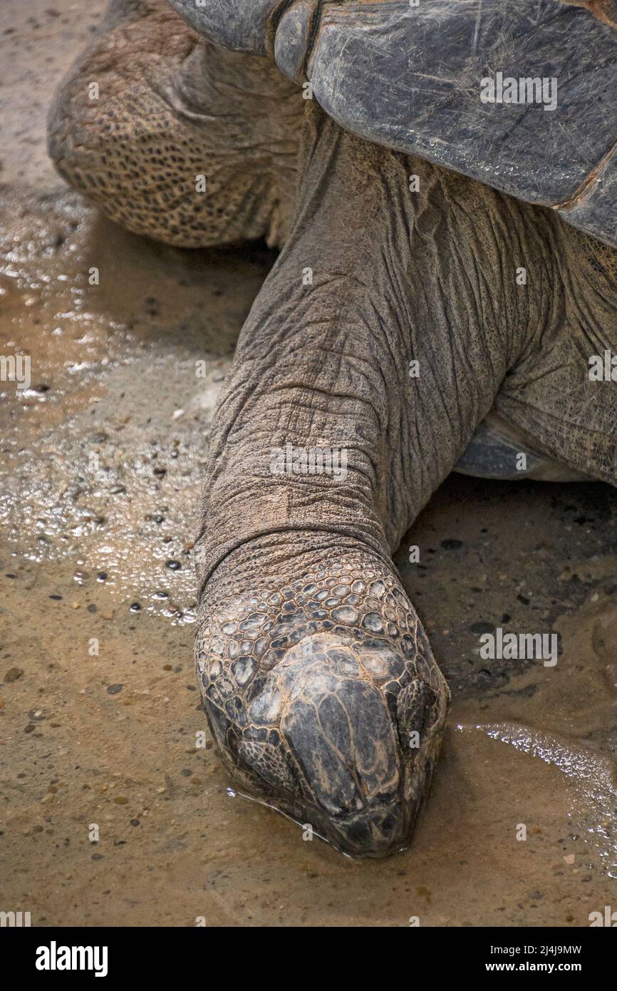 big turtle in the sand Stock Photo - Alamy