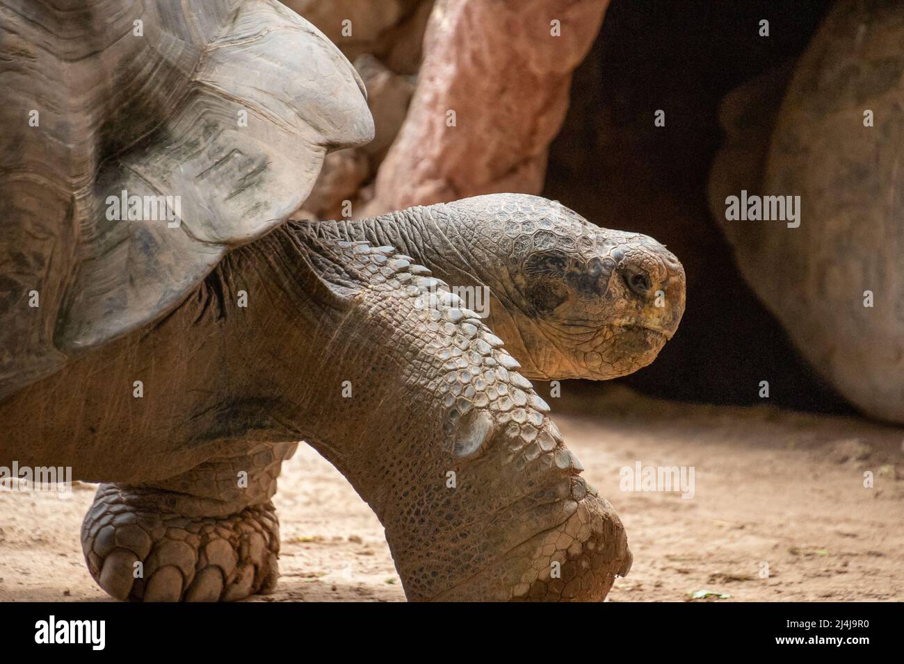 big turtle in the sand Stock Photo - Alamy