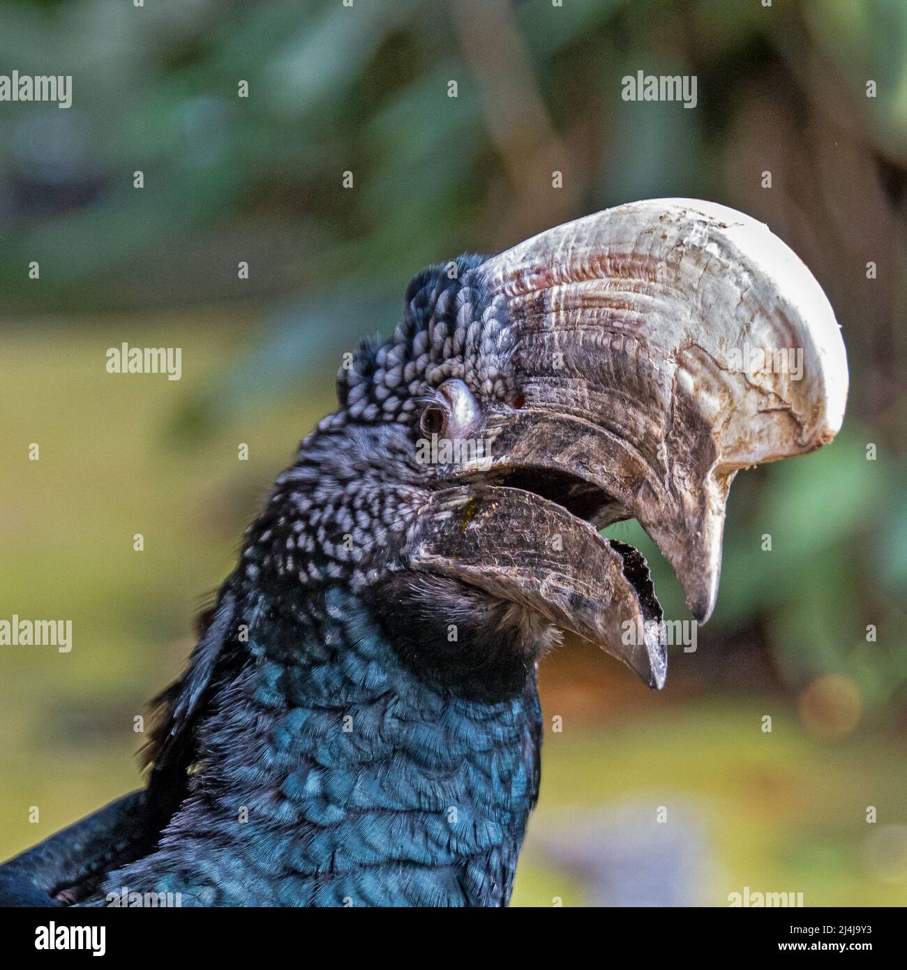 portrait of a hornbill in an animal park Stock Photo - Alamy