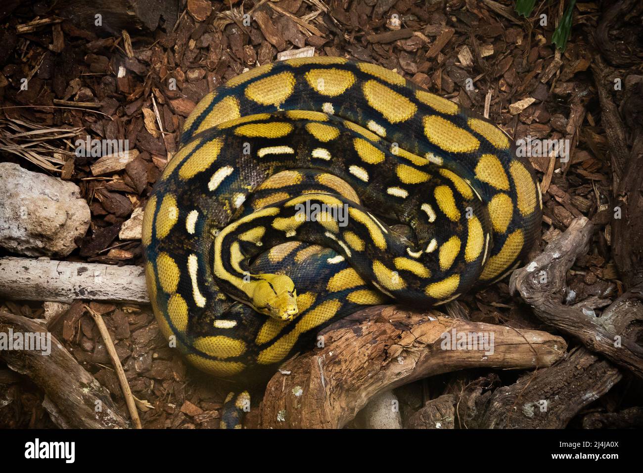 Anaconda snake isolated hi-res stock photography and images - Alamy