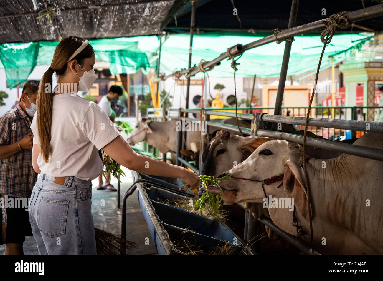 Bangkok daily ritual hi-res stock photography and images - Alamy