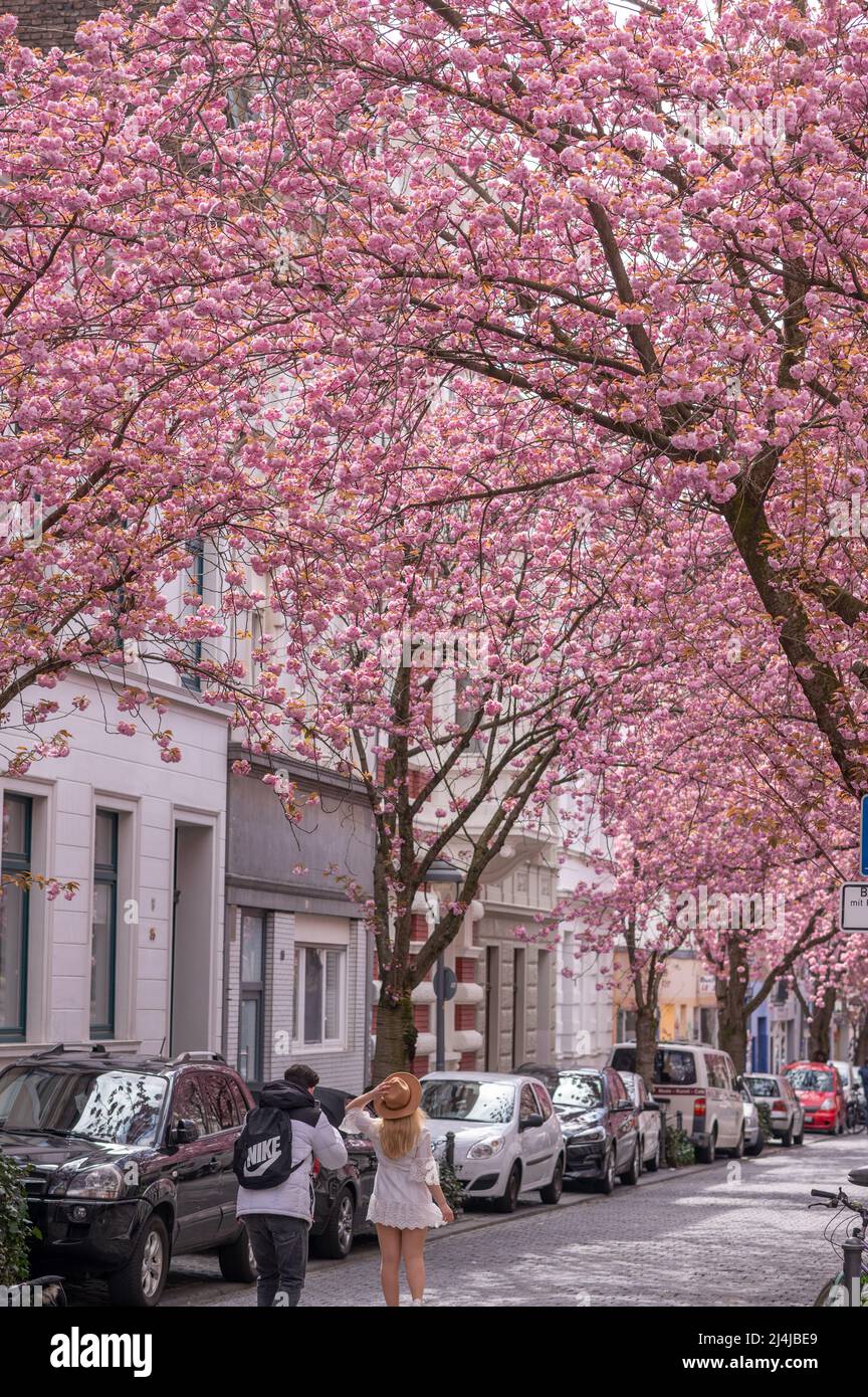 Bonn April 2021: Bonn city center with the beautiful Japanese cherry ...