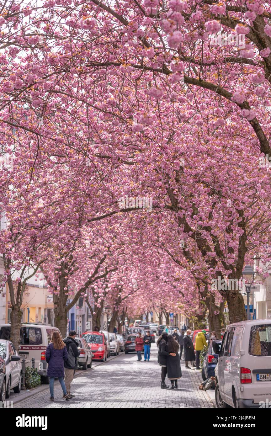 Bonn April 2021: Bonn city center with the beautiful Japanese cherry ...