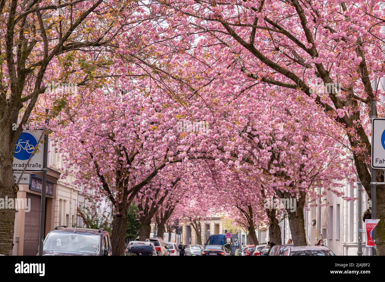 Bonn April 2021: Bonn city center with the beautiful Japanese cherry ...