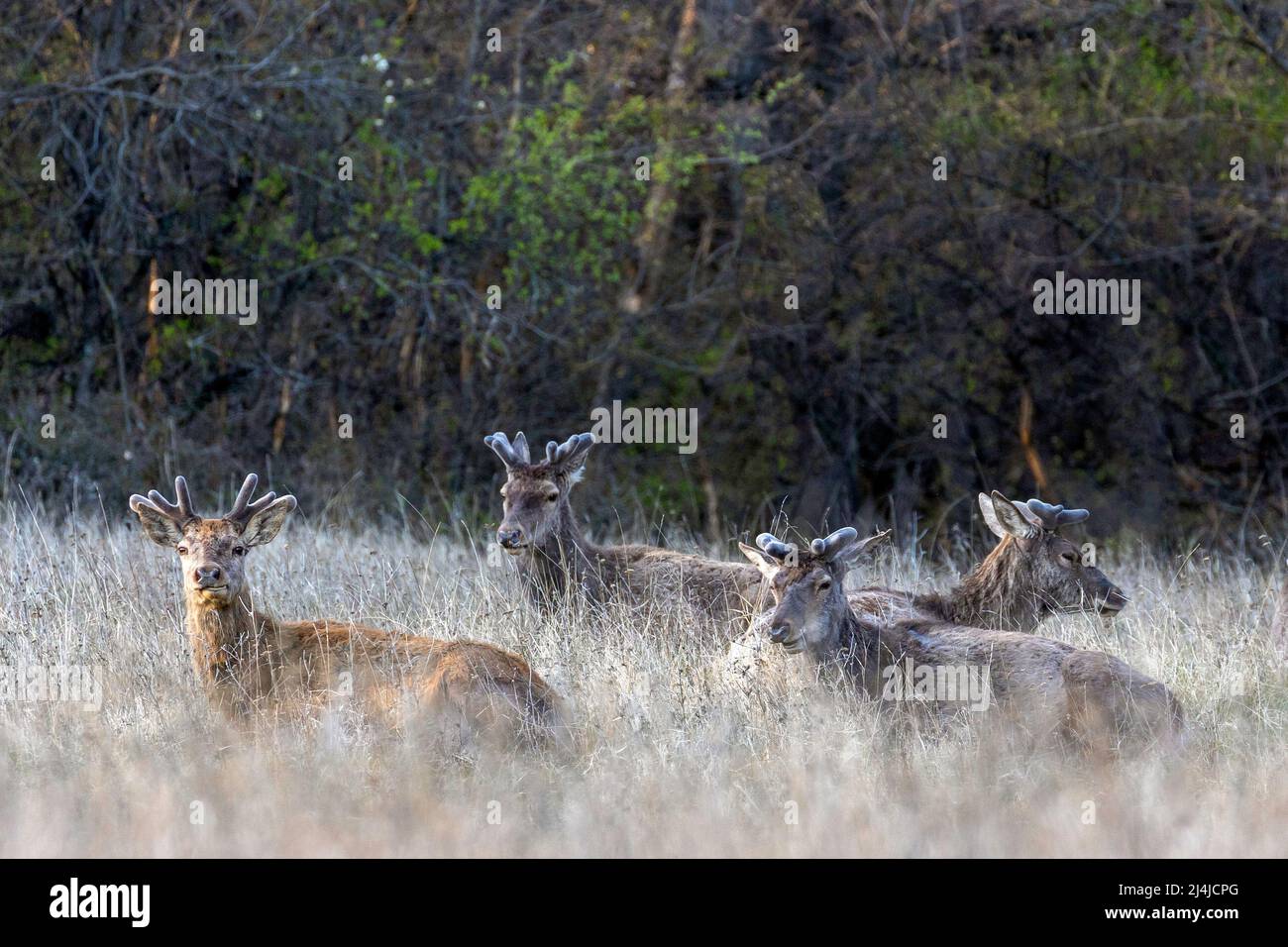 Red deer resting Stock Photo - Alamy