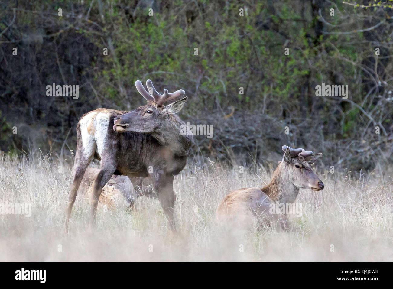 Red deer resting Stock Photo - Alamy