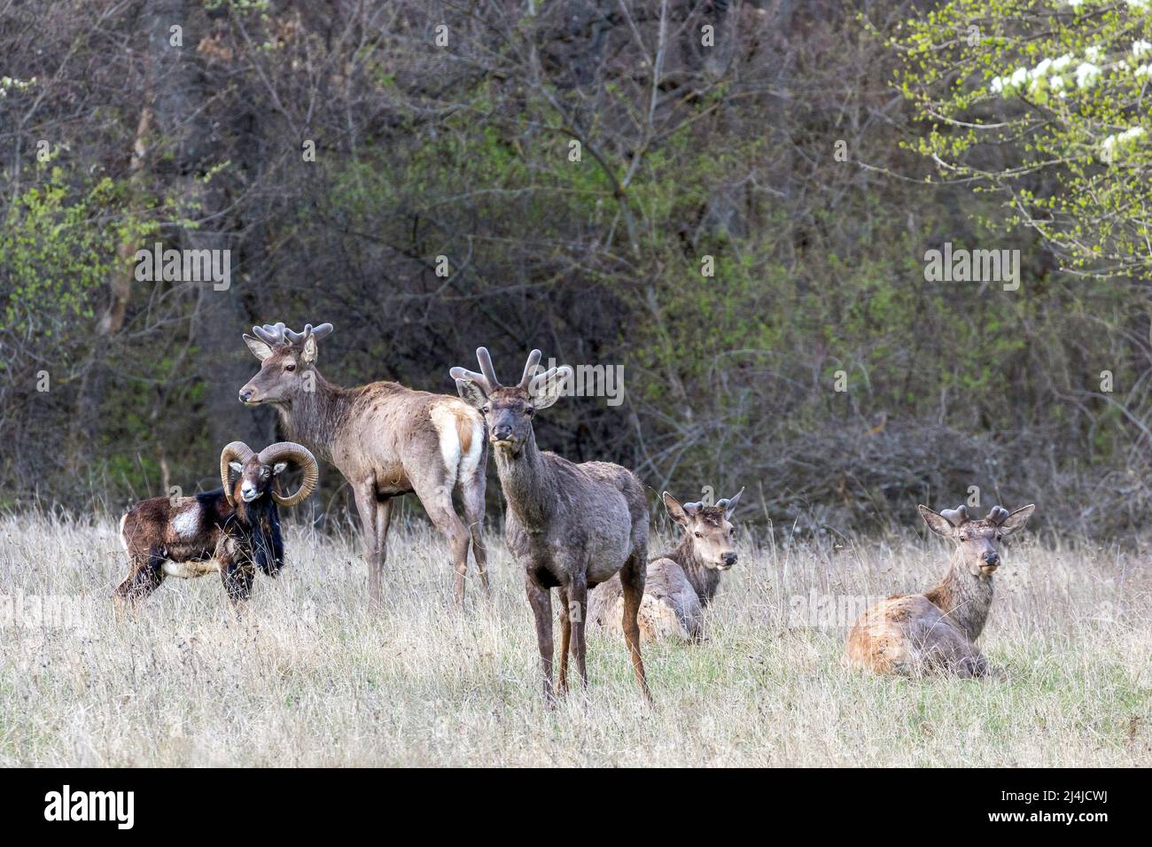 Red deer resting Stock Photo - Alamy