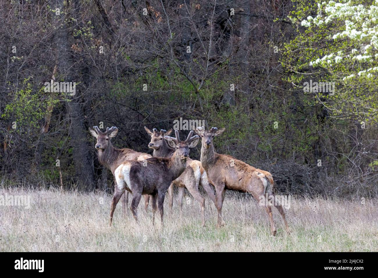 Red deer resting Stock Photo - Alamy
