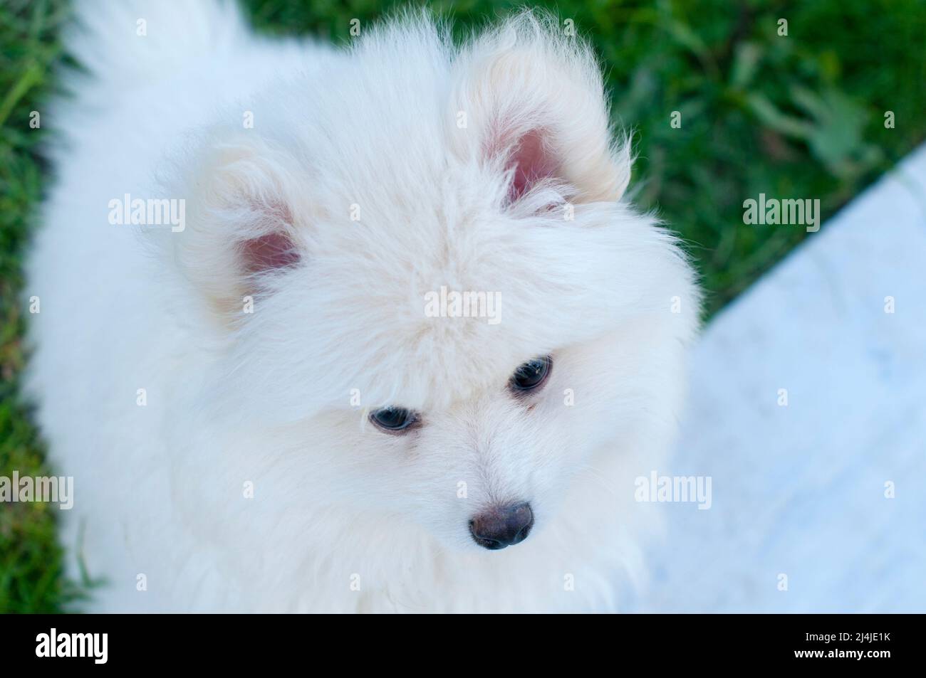 Cute pomsky hi-res stock photography and images - Alamy