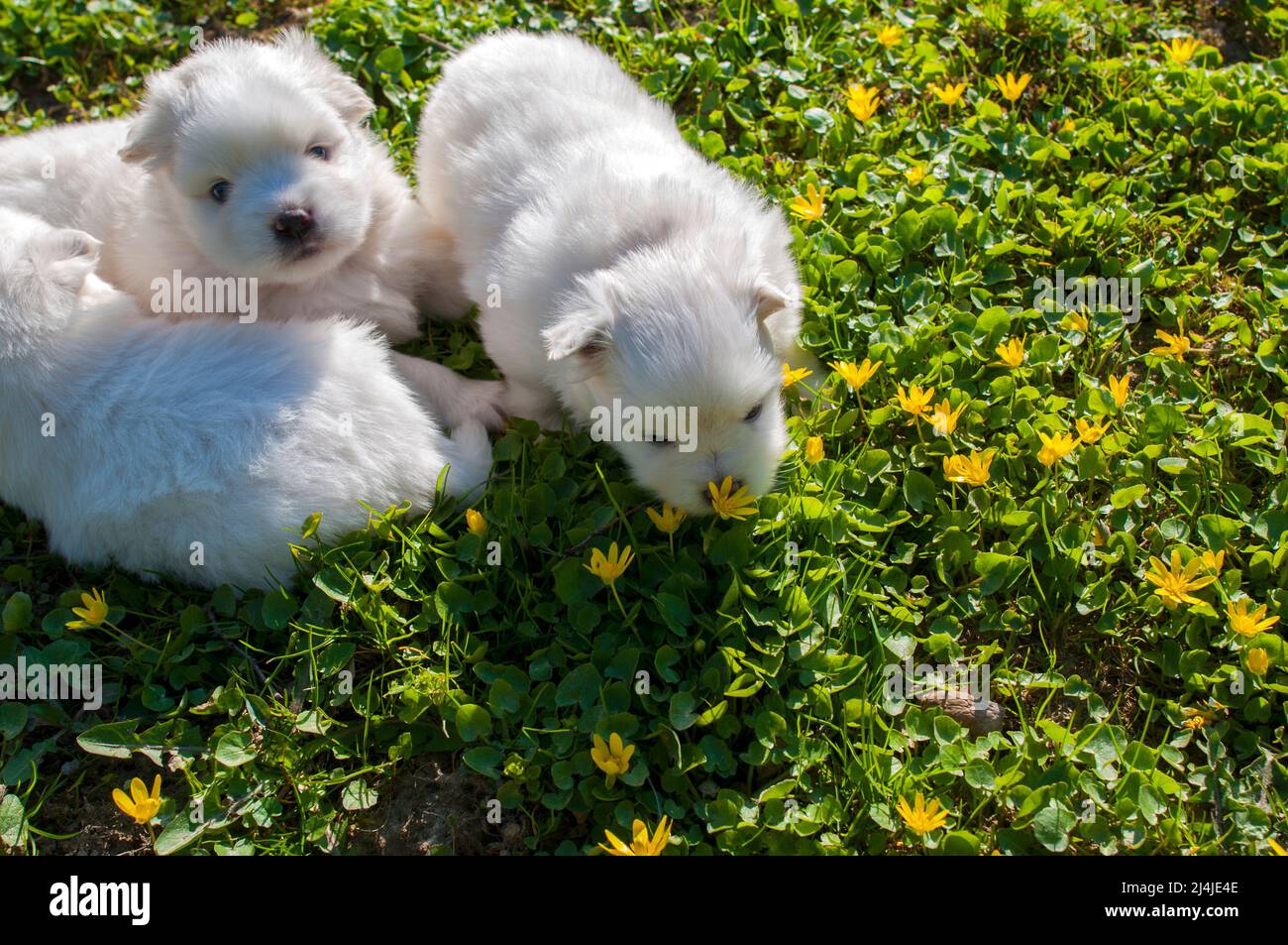 Pomsky puppies hi-res stock photography and images - Alamy