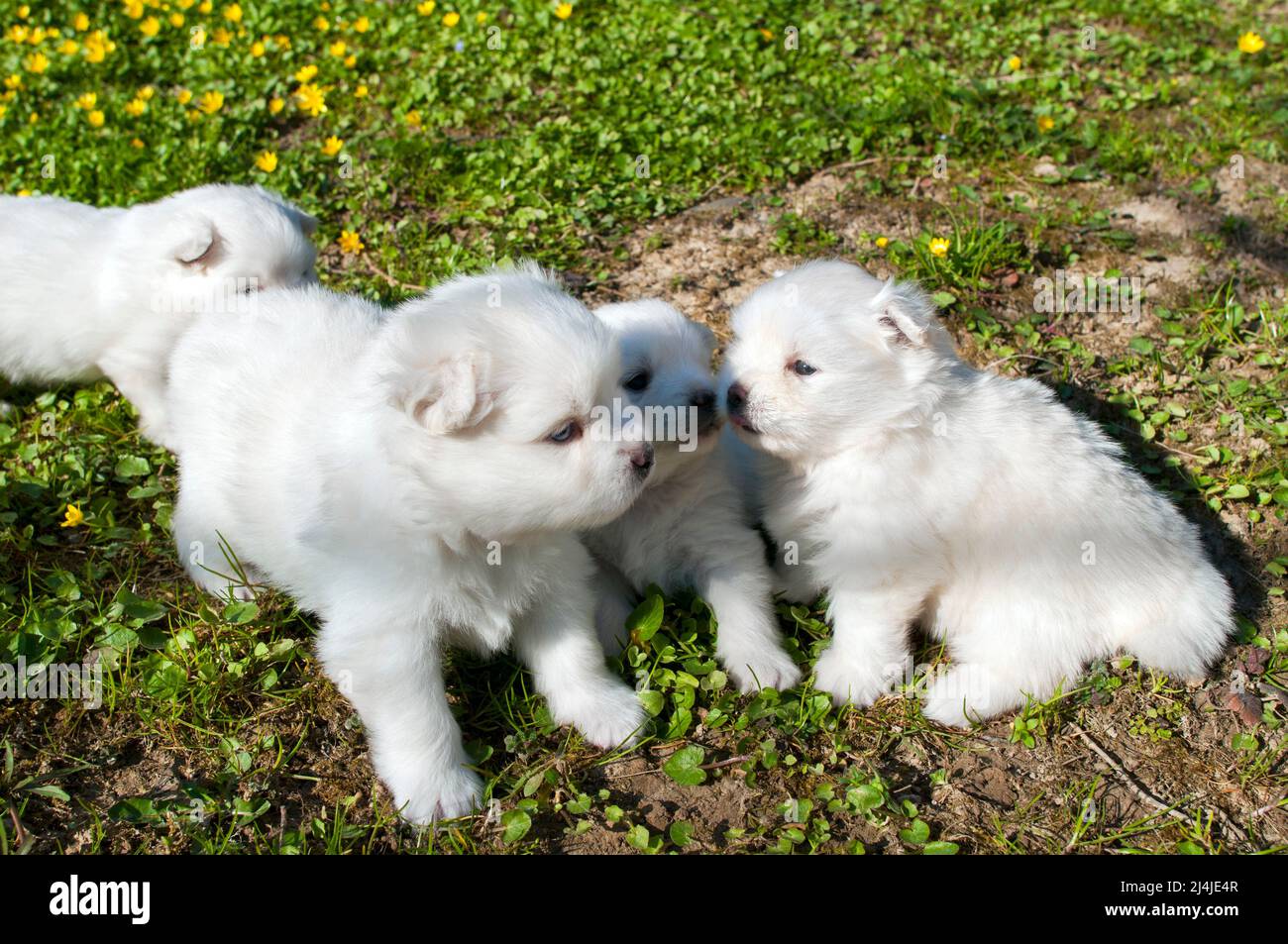 What Breed Of Dog Has The Best Temperament