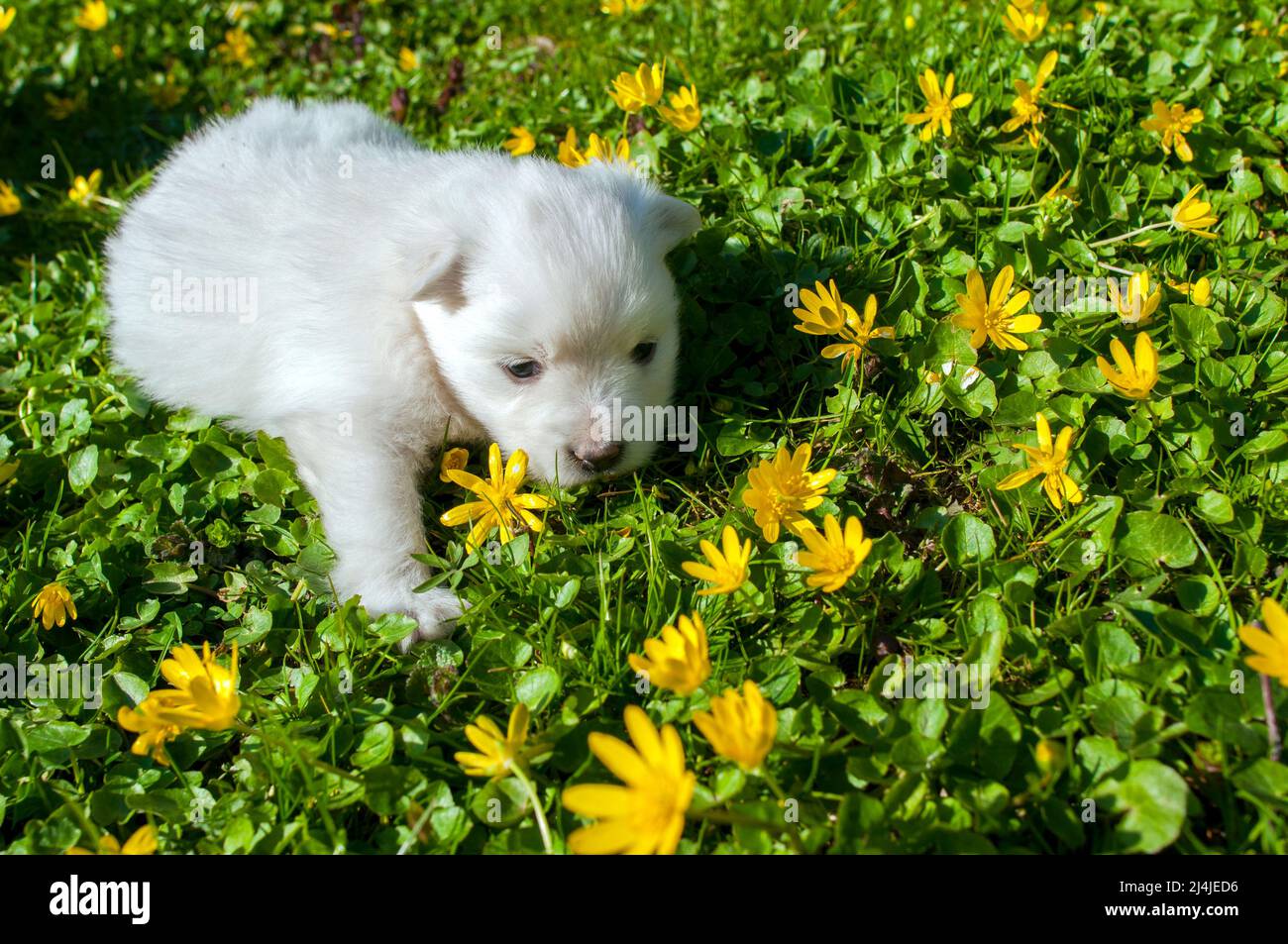 Cute pomsky hi-res stock photography and images - Alamy