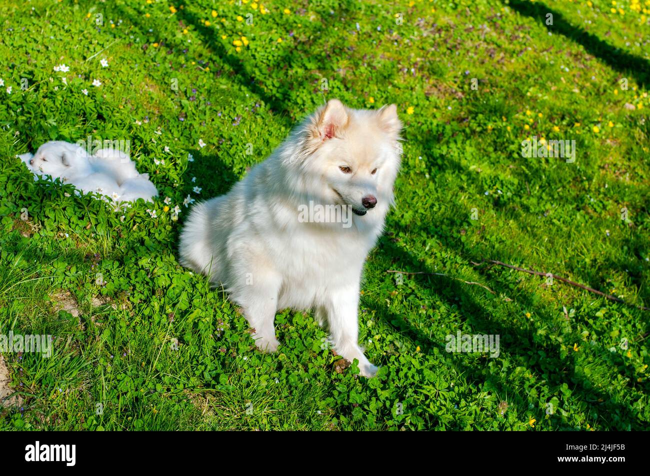 Young Pomski Dog Breed Groomed and Healthy Pomski, an exquisite puppy ...