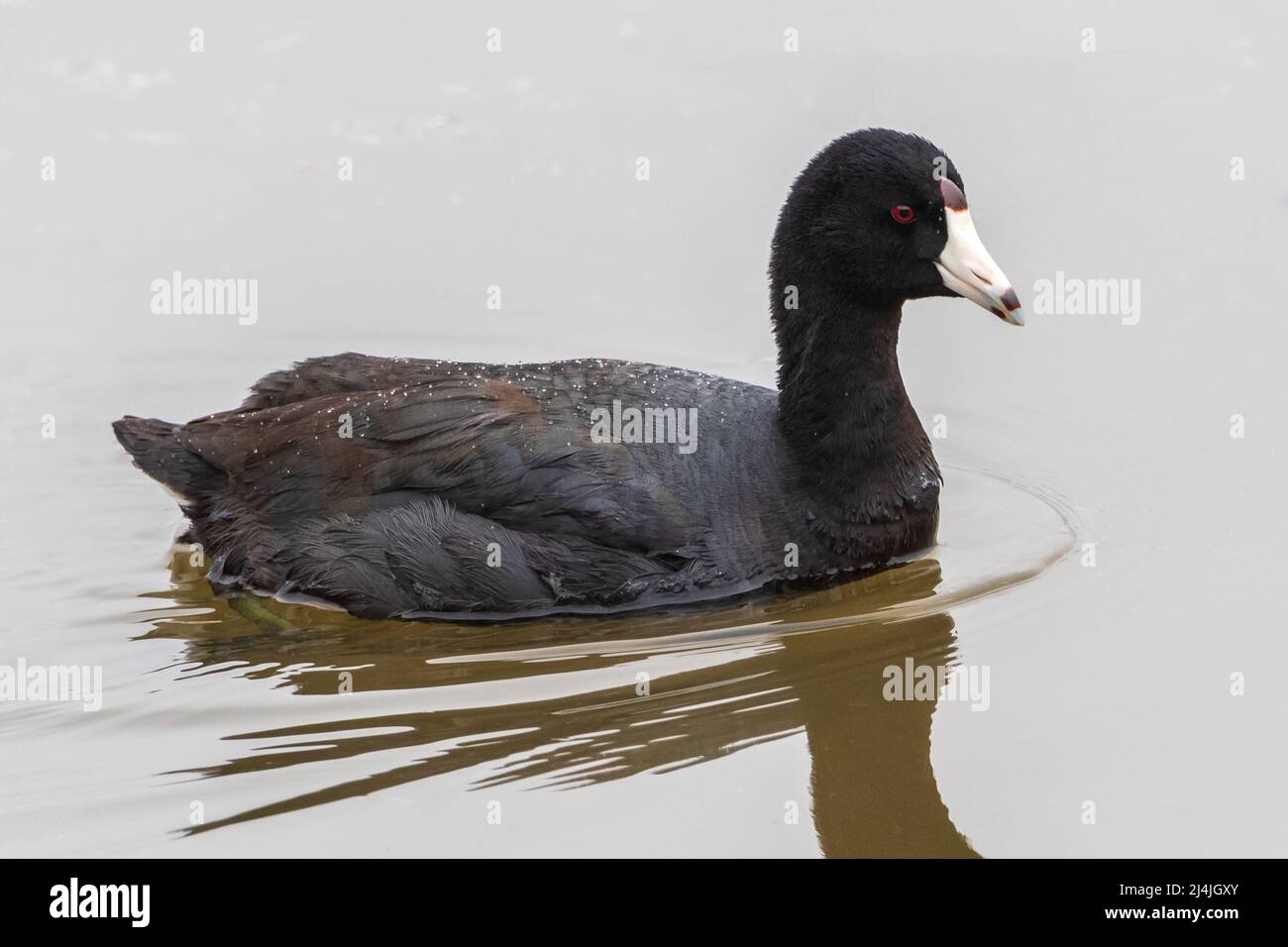 American coot standing hi-res stock photography and images - Alamy