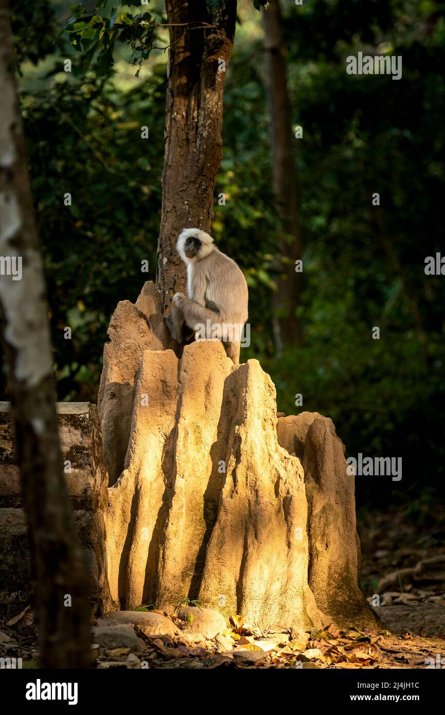 Tarai hi-res stock photography and images - Alamy