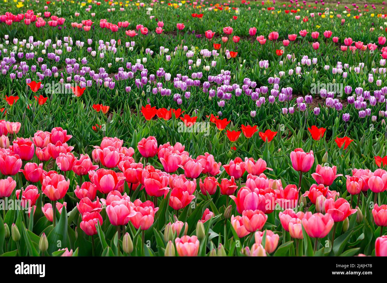 Multi colored tulips hi-res stock photography and images - Alamy