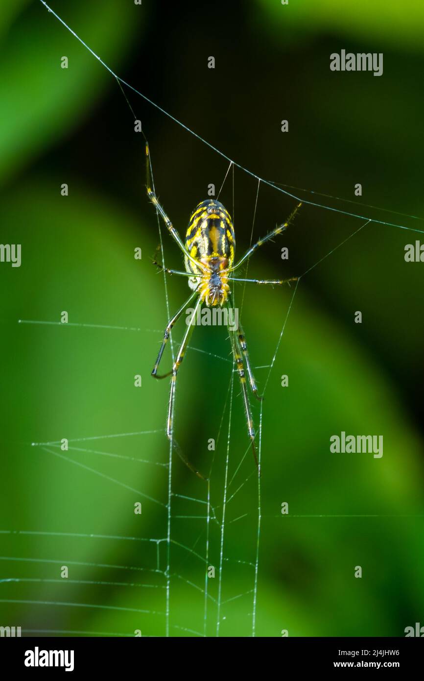 Orchard spider spotted in garden Stock Photo - Alamy