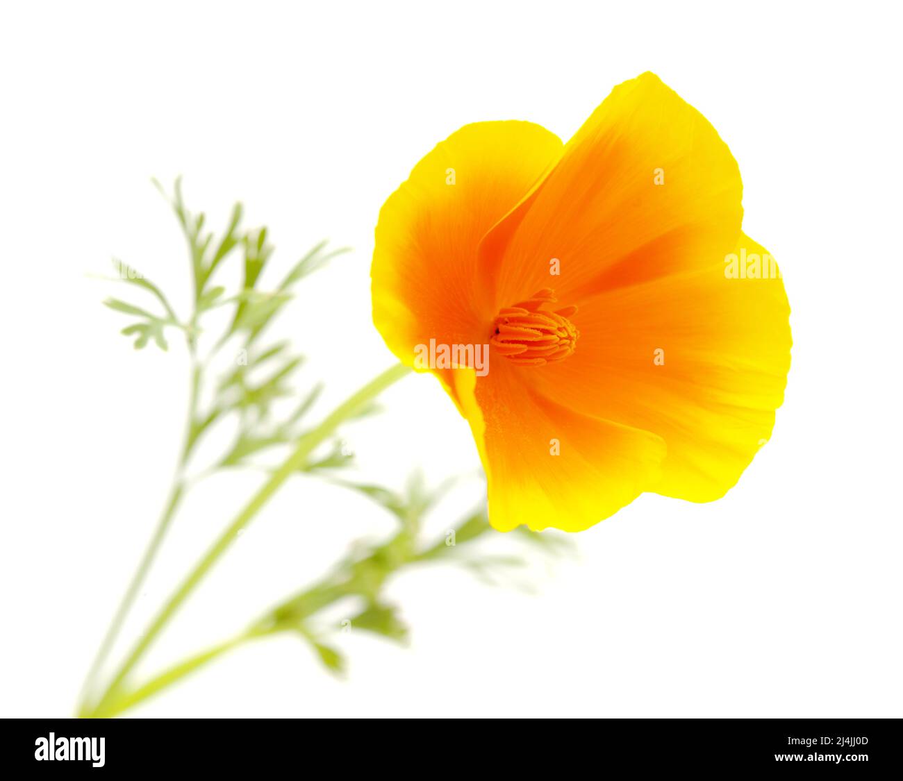 Flora of Gran Canaria - Eschscholzia californica, the California poppy ...