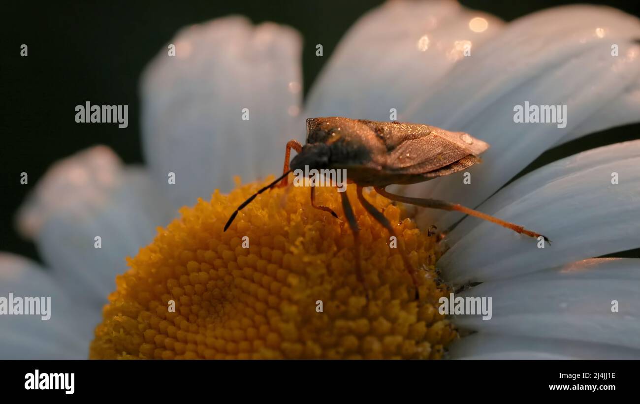 A large beetle of dark color sitting on a flower. Creative. A large ...