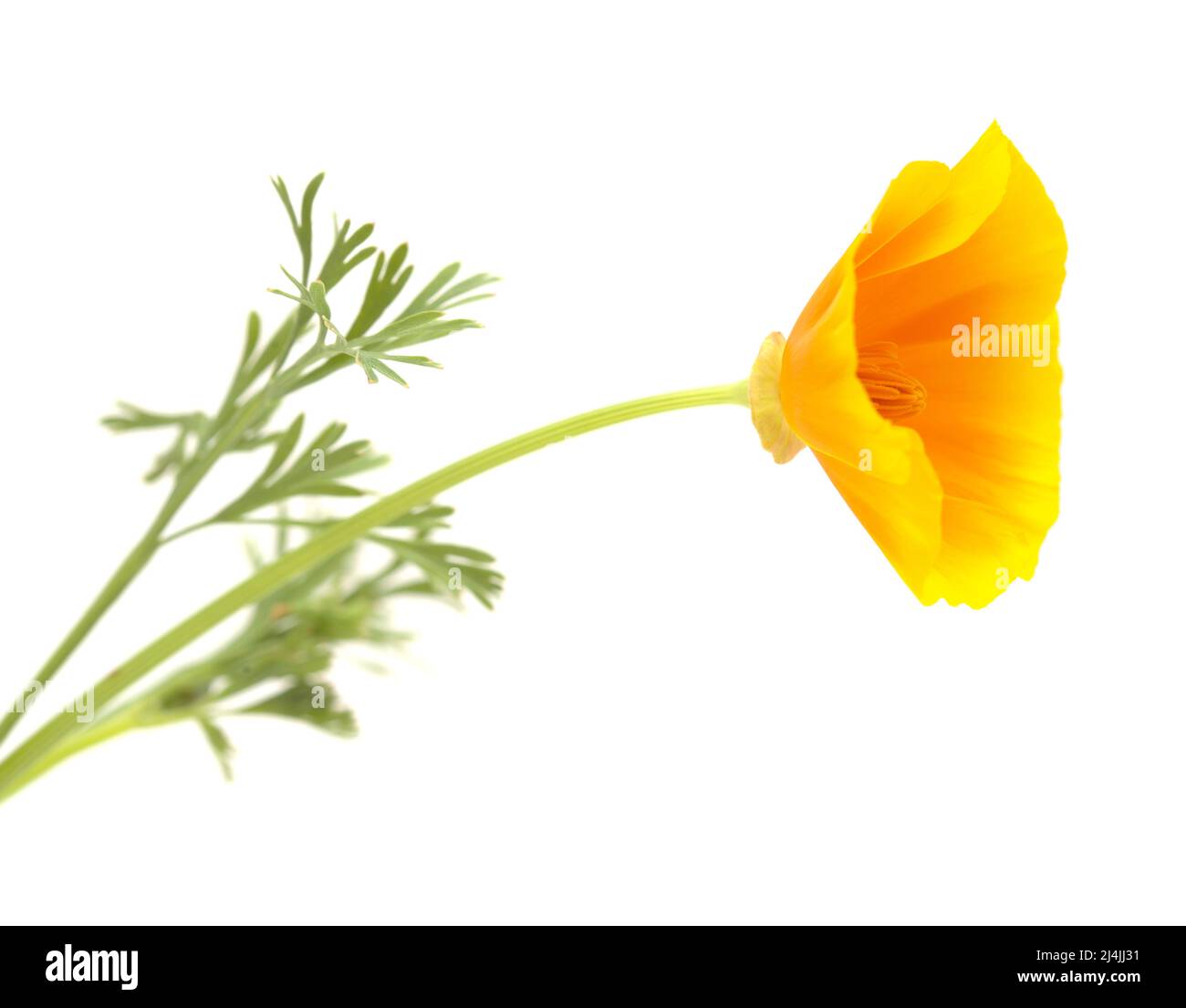 Flora of Gran Canaria - Eschscholzia californica, the California poppy ...