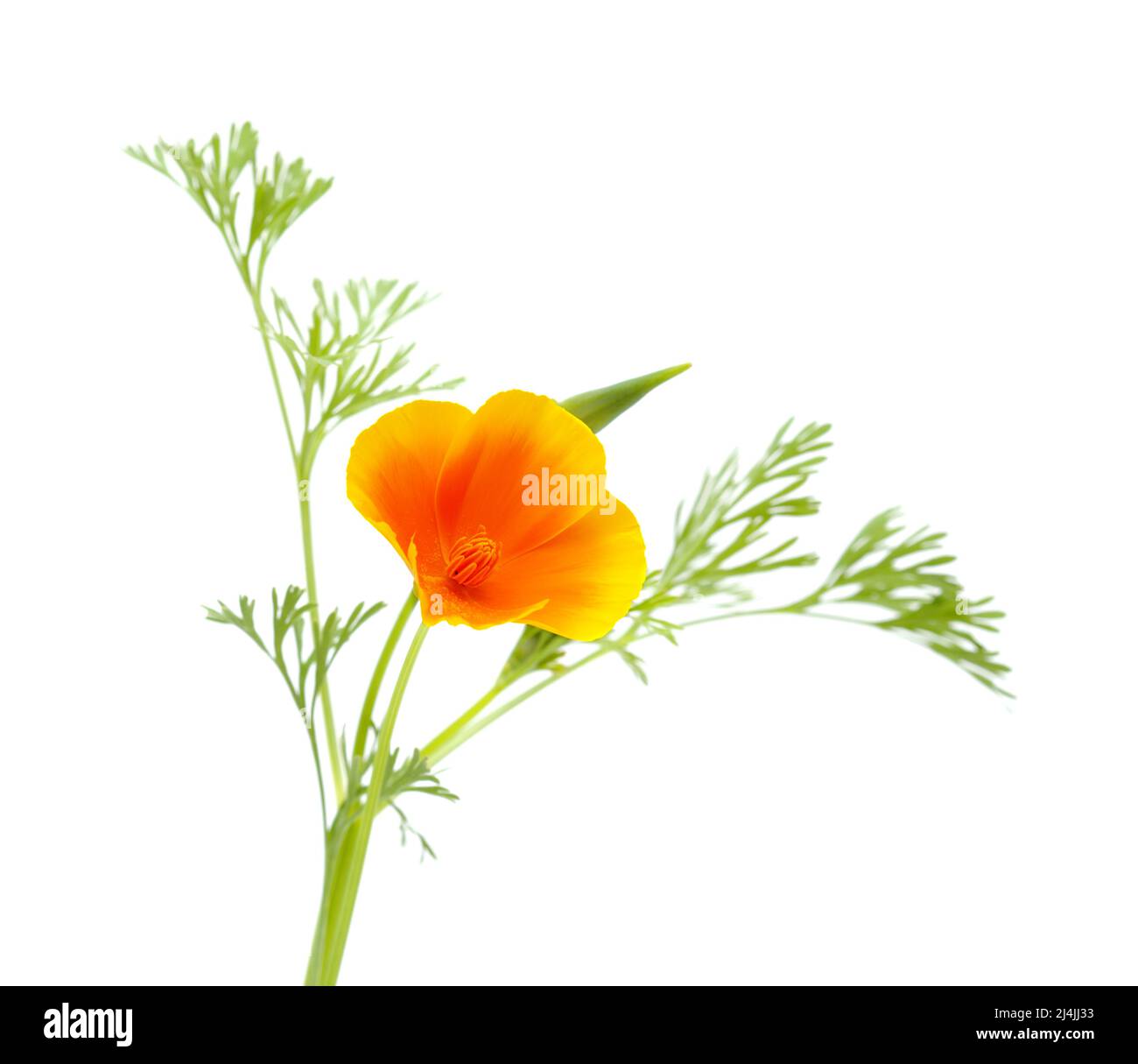 Flora of Gran Canaria - Eschscholzia californica, the California poppy ...