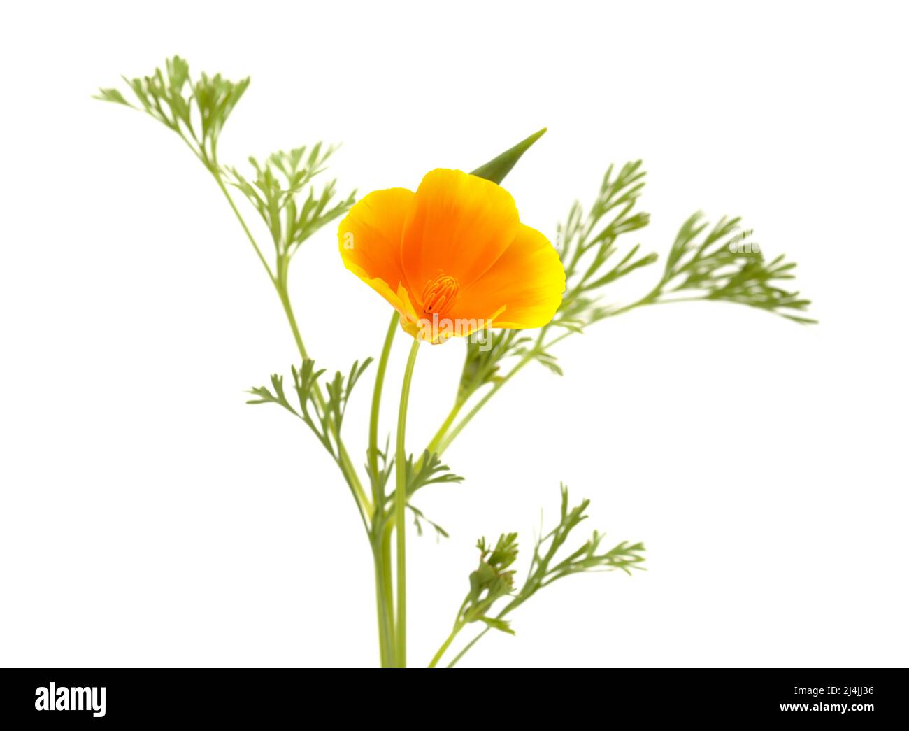 Flora of Gran Canaria - Eschscholzia californica, the California poppy ...