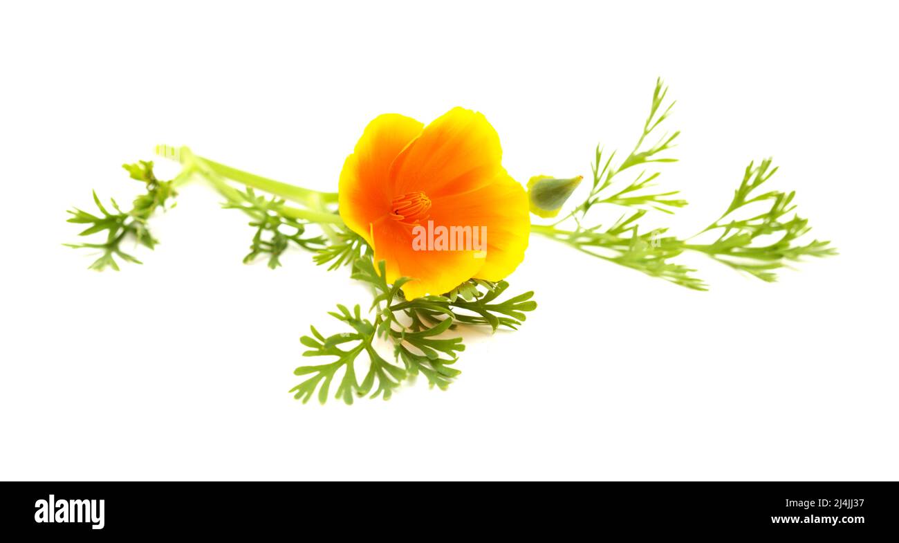 Flora of Gran Canaria - Eschscholzia californica, the California poppy ...