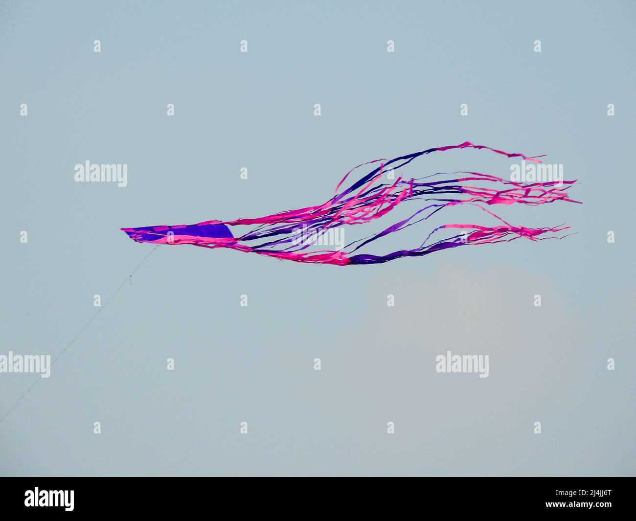 Beautiful big and colorful kite flying during festivals in India. A ...