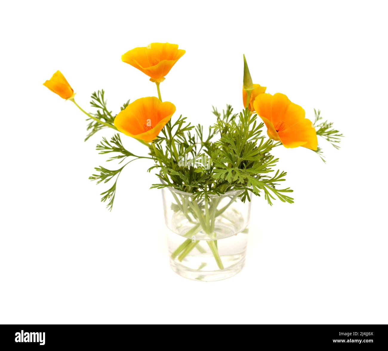 Flora of Gran Canaria - Eschscholzia californica, the California poppy ...