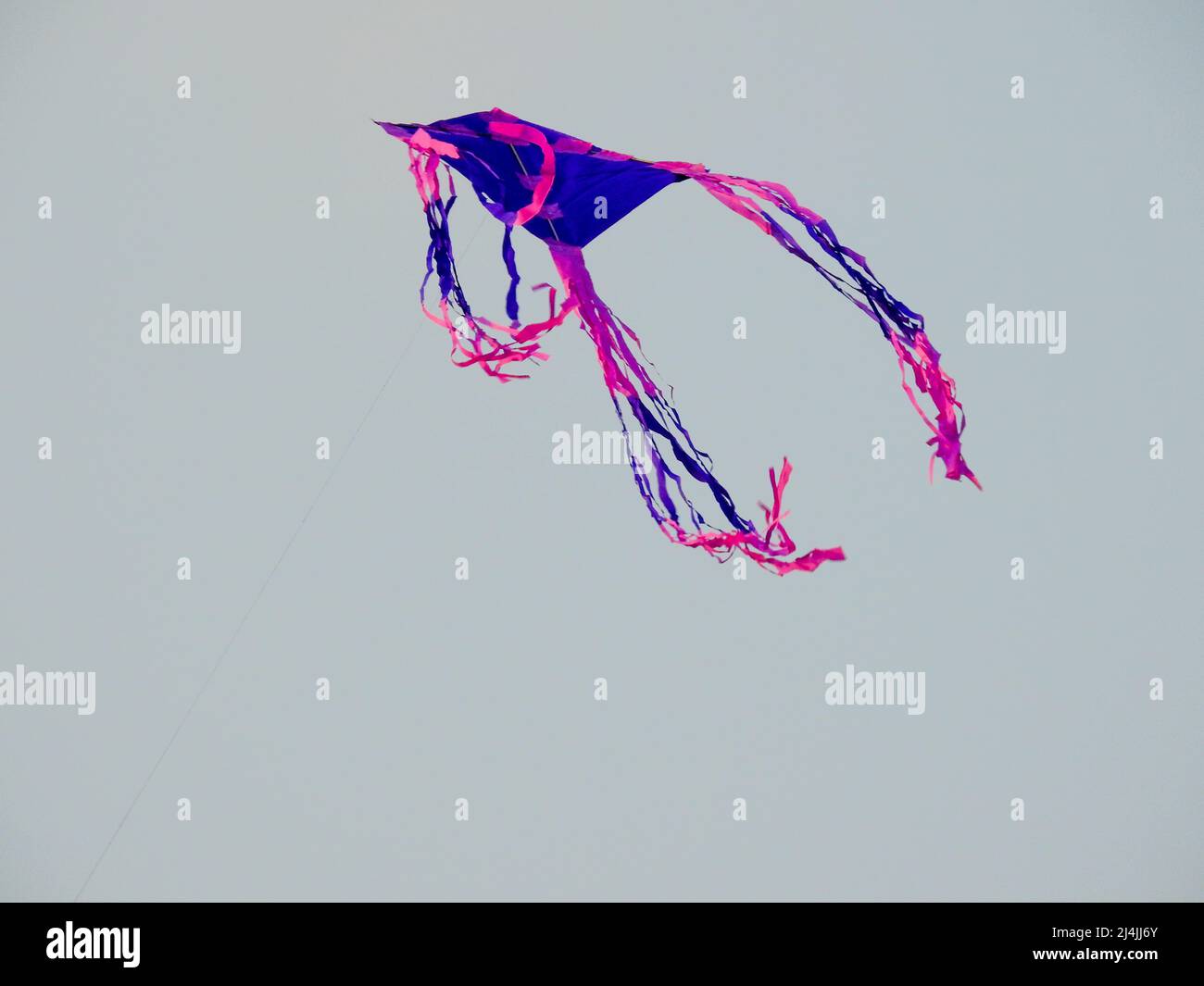 Beautiful big and colorful kite flying during festivals in India. A ...