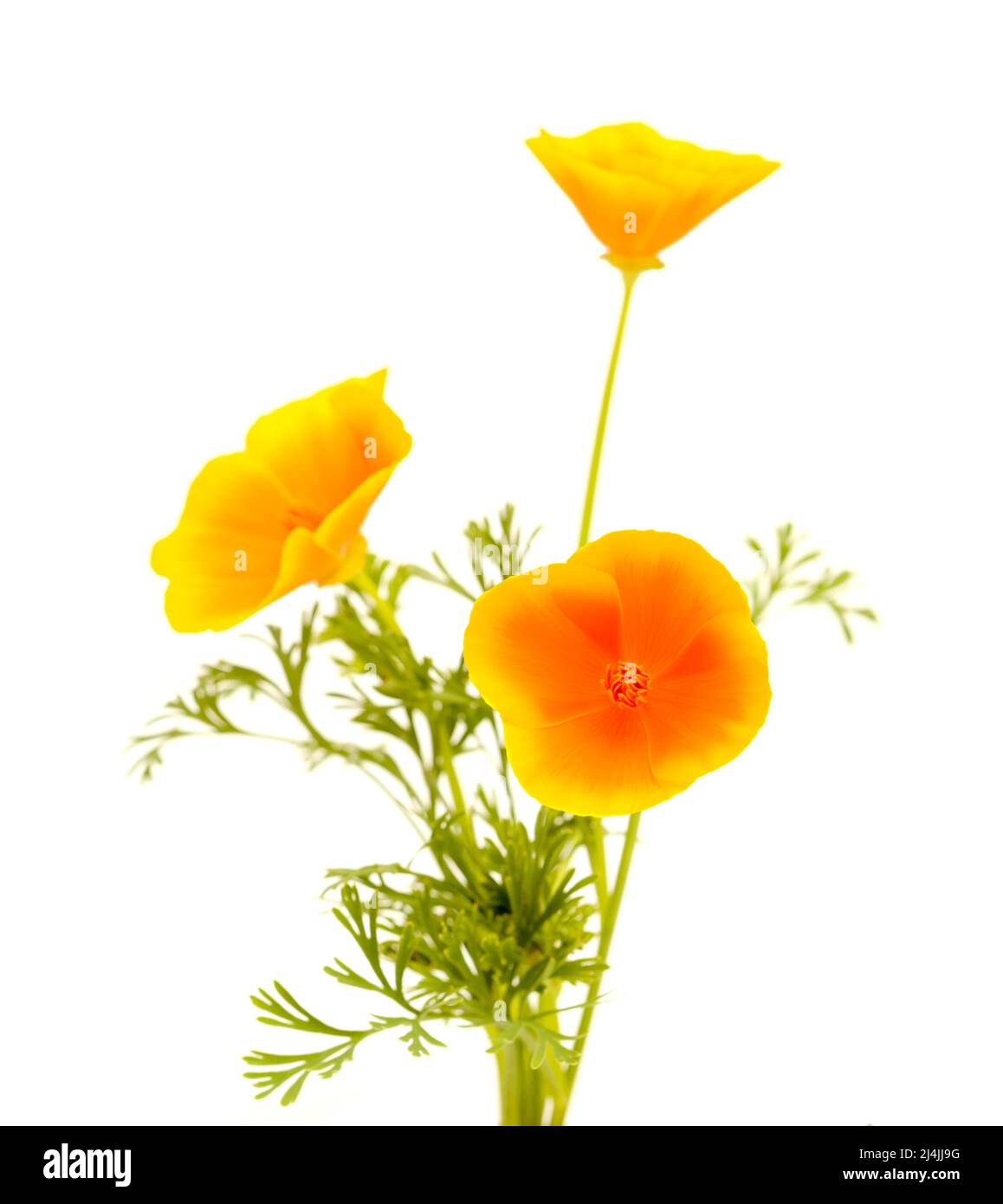 Flora of Gran Canaria - Eschscholzia californica, the California poppy ...