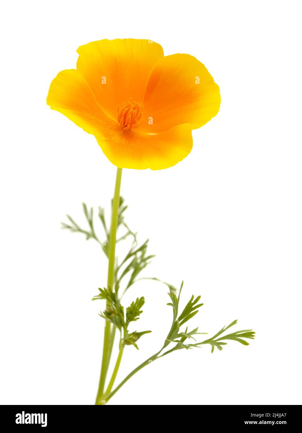 Flora of Gran Canaria - Eschscholzia californica, the California poppy ...