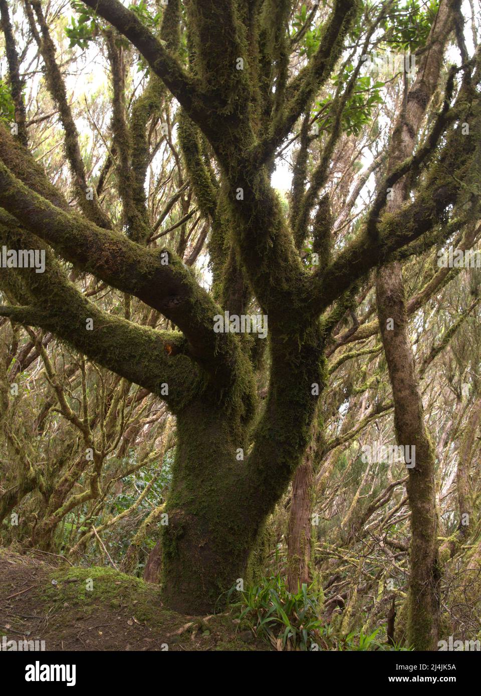 Tenerife, tangled and dark forests of Anaga rural park in the north ...
