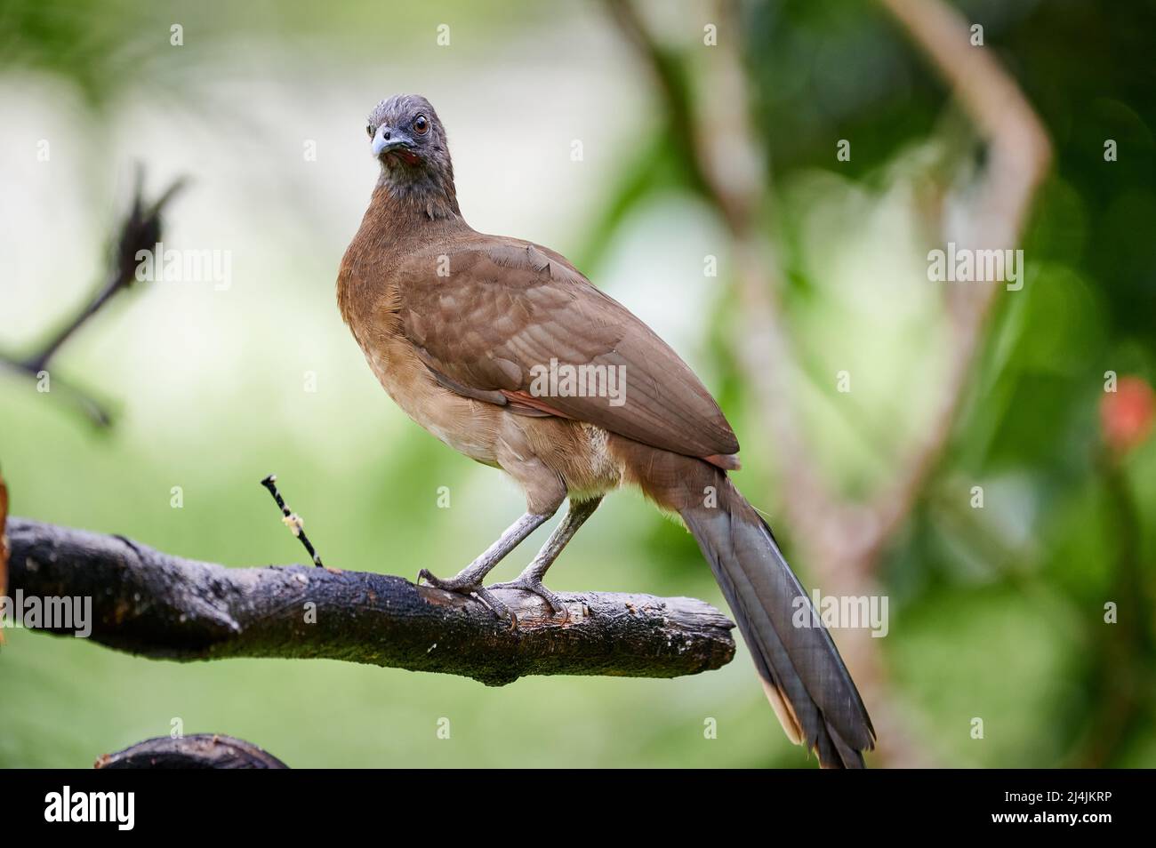 grey-headed chachalaca (Ortalis cinereiceps), Maquenque Eco Lodge ...
