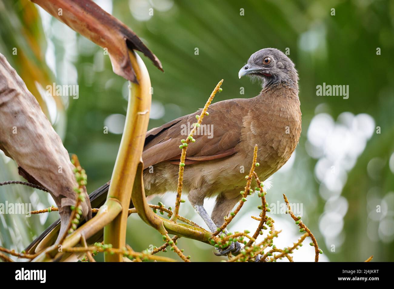 grey-headed chachalaca (Ortalis cinereiceps), Maquenque Eco Lodge ...