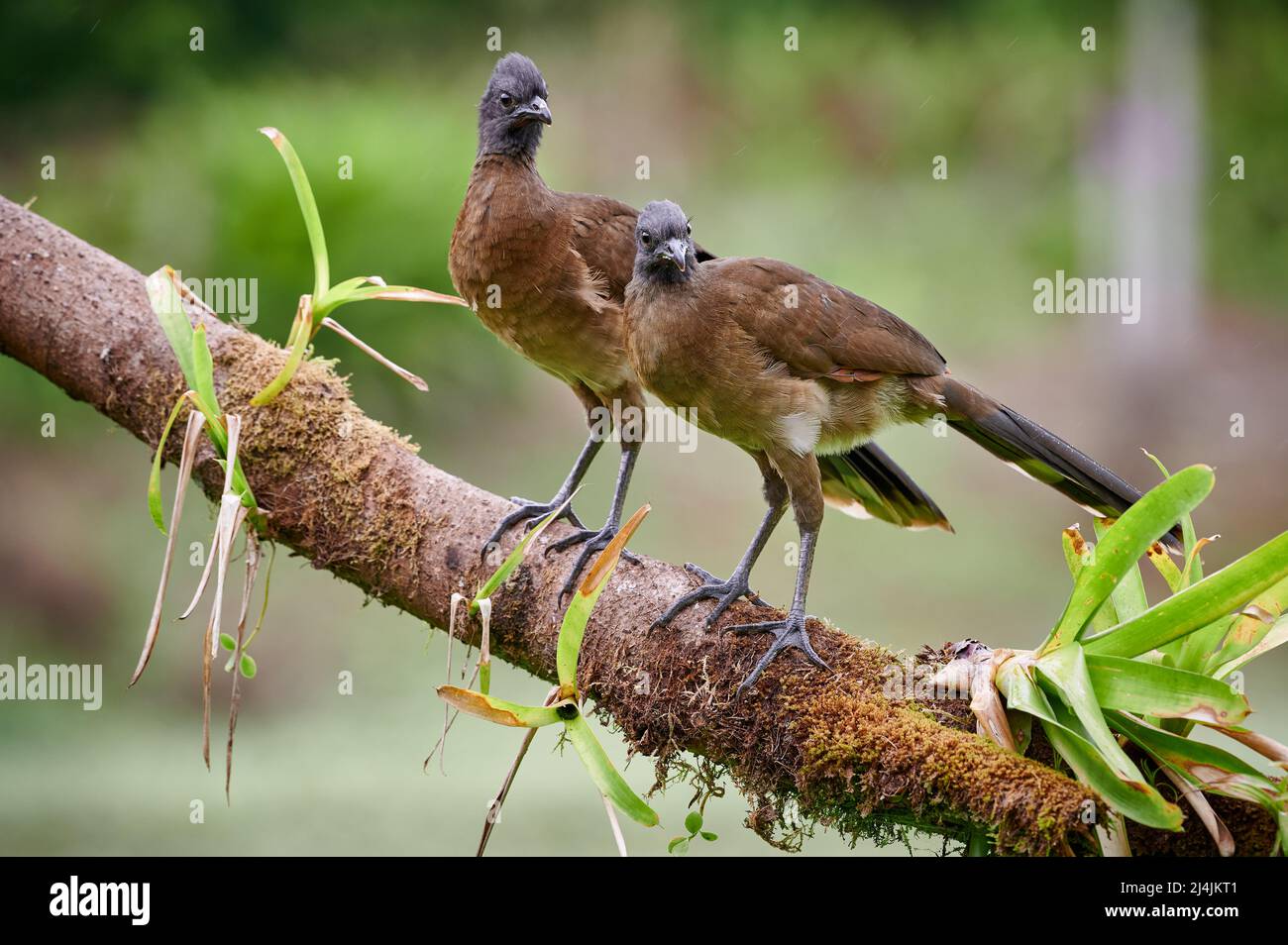 two grey-headed chachalaca (Ortalis cinereiceps), Maquenque Eco Lodge ...