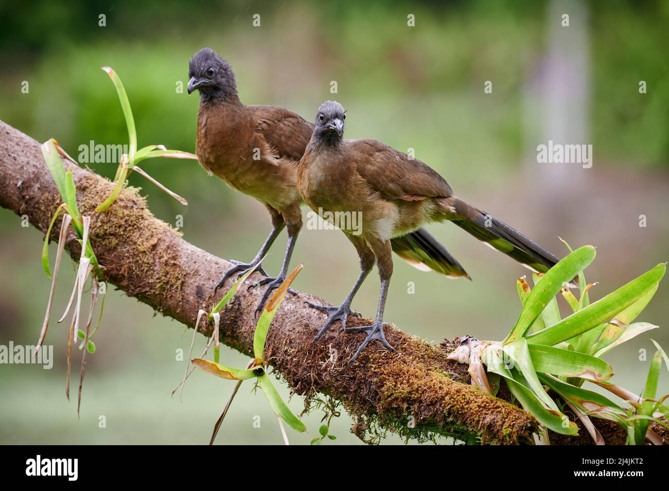two grey-headed chachalaca (Ortalis cinereiceps), Maquenque Eco Lodge ...