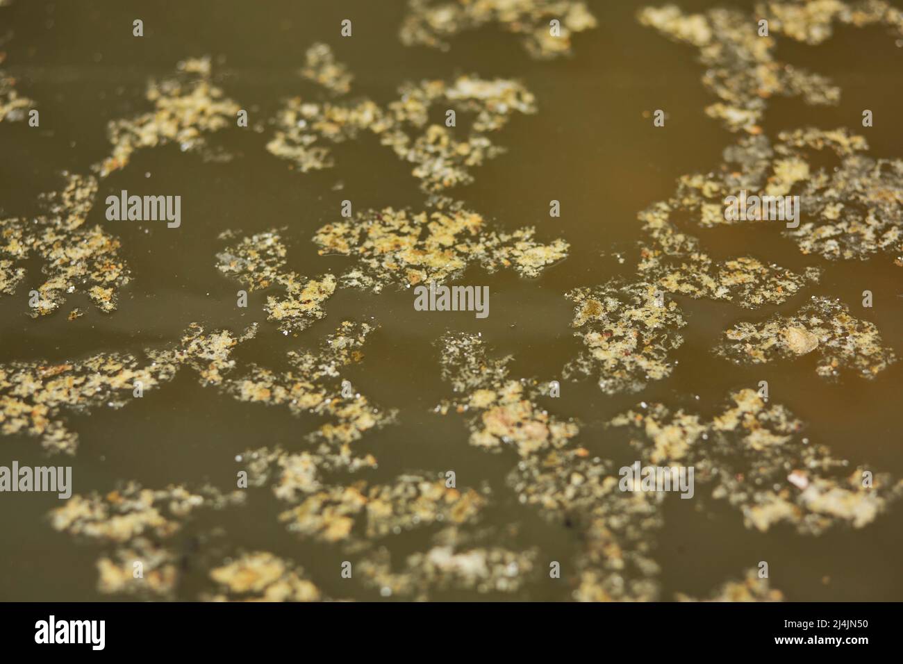 Contaminated flowering water surface. Environmental disaster of the ...