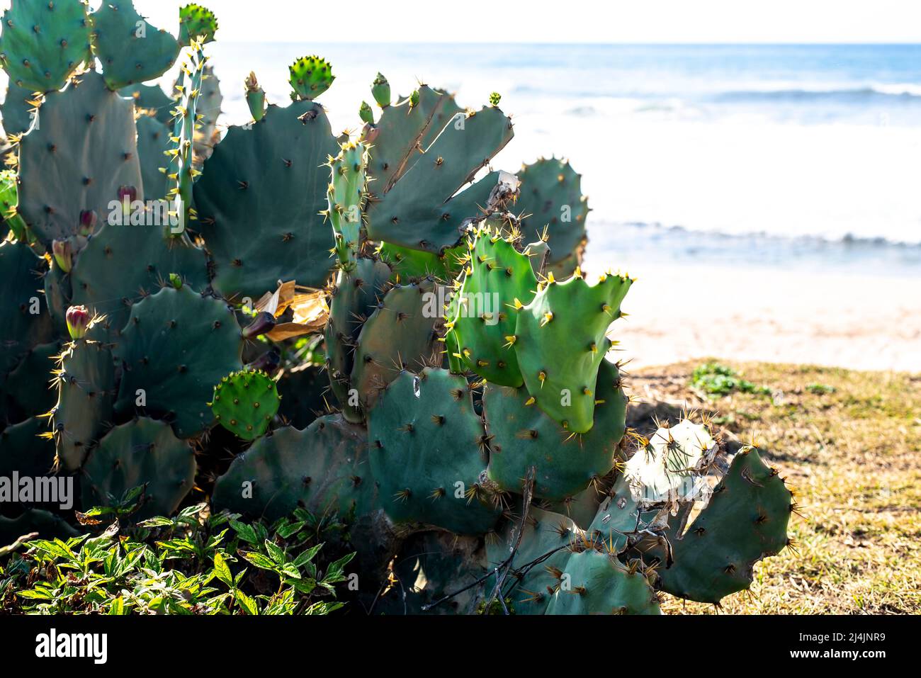 Green cactus on the beach against the beach in the background. Salvador ...