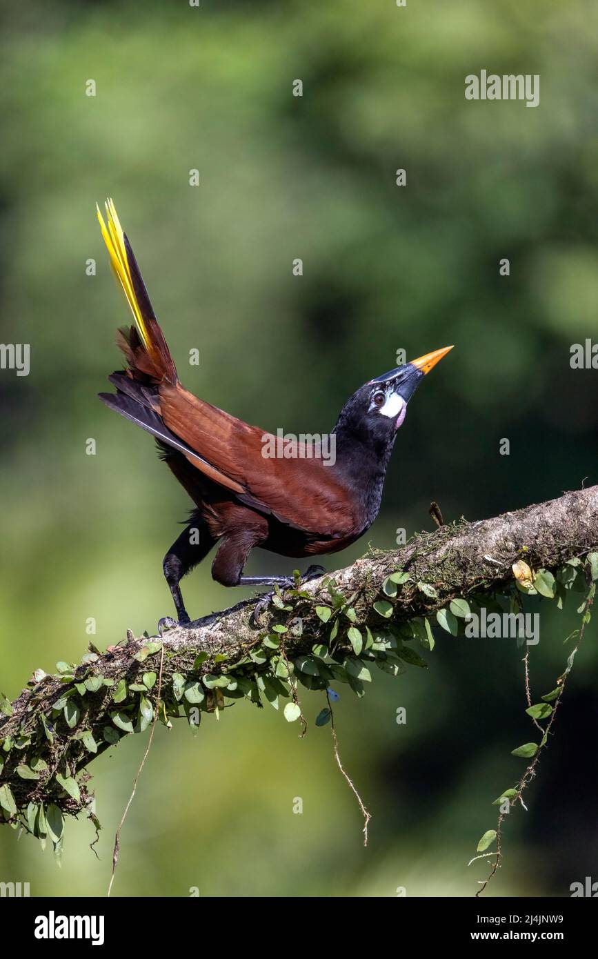 Montezuma Oropendola (Psarocolius montezuma) female displaying ...