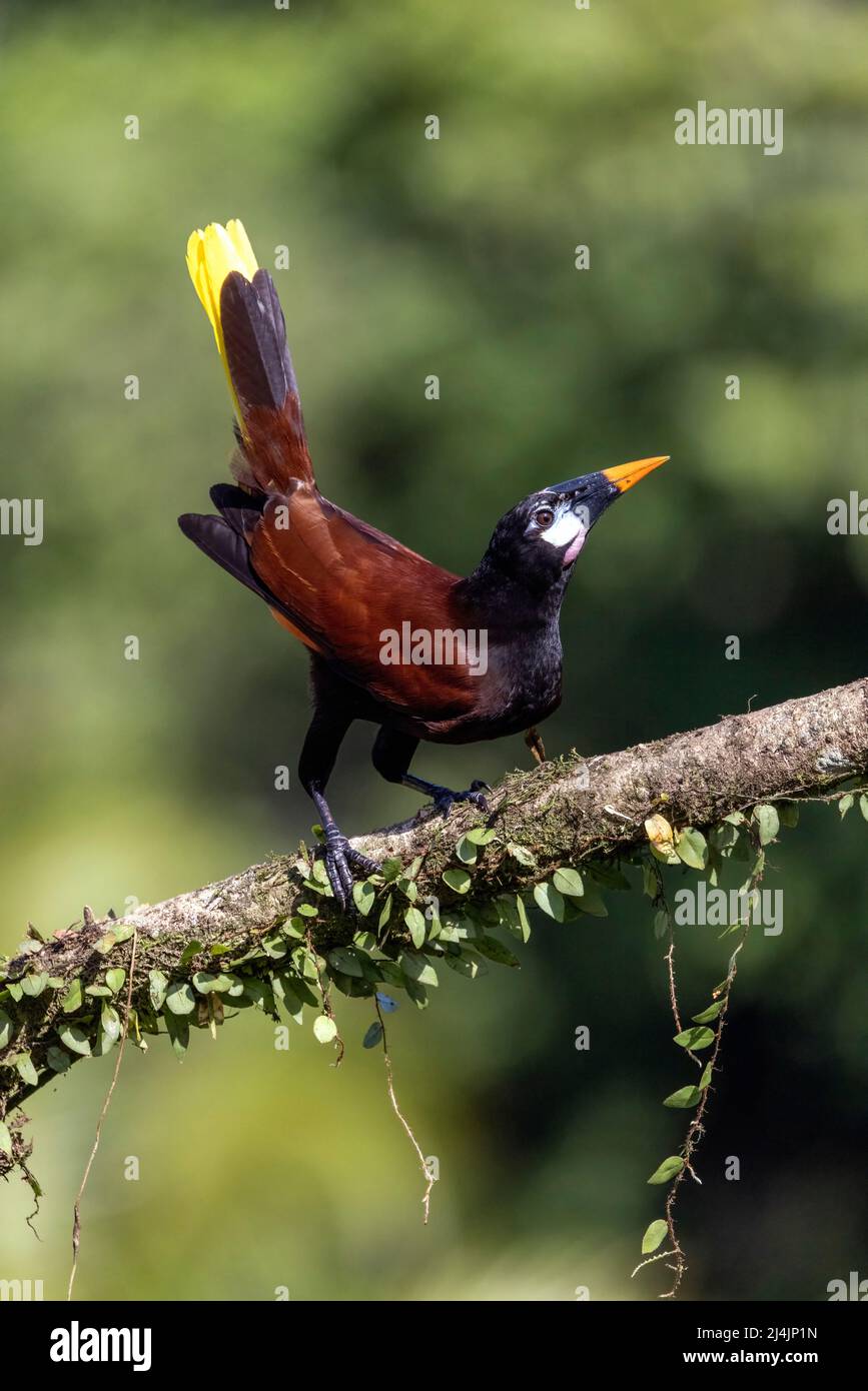 Montezuma oropendola hi-res stock photography and images - Alamy