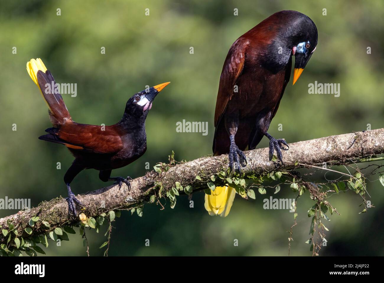Montezuma Oropendola (Psarocolius montezuma) male (right) and female ...