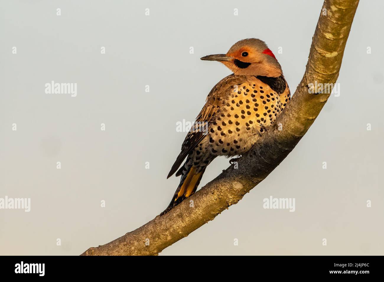 Male yellow-shafted flicker Stock Photo - Alamy
