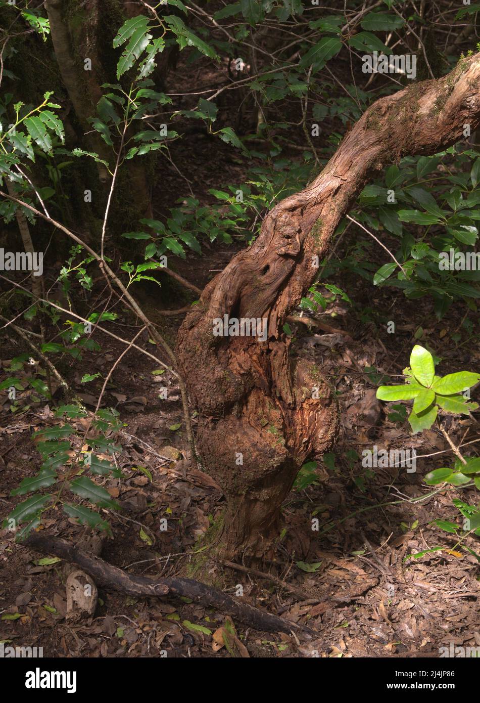 Tenerife, tangled and dark forests of Anaga rural park in the north ...