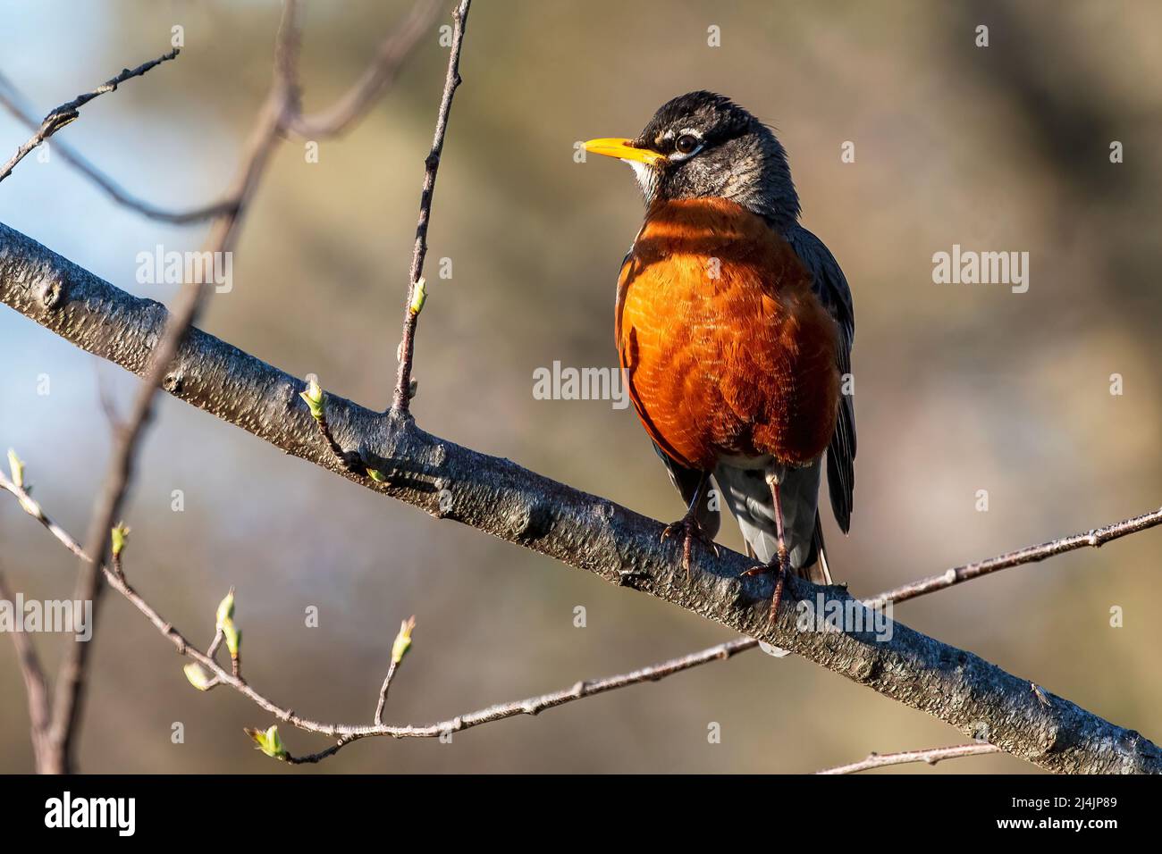 American robin flight Stock Photo - Alamy