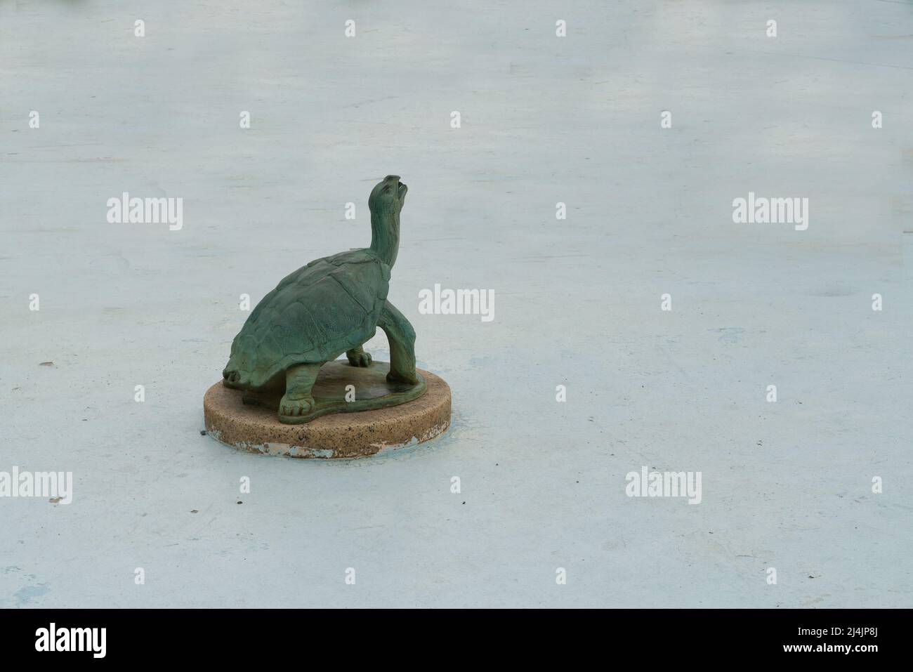 Lonely turtle hi-res stock photography and images - Alamy