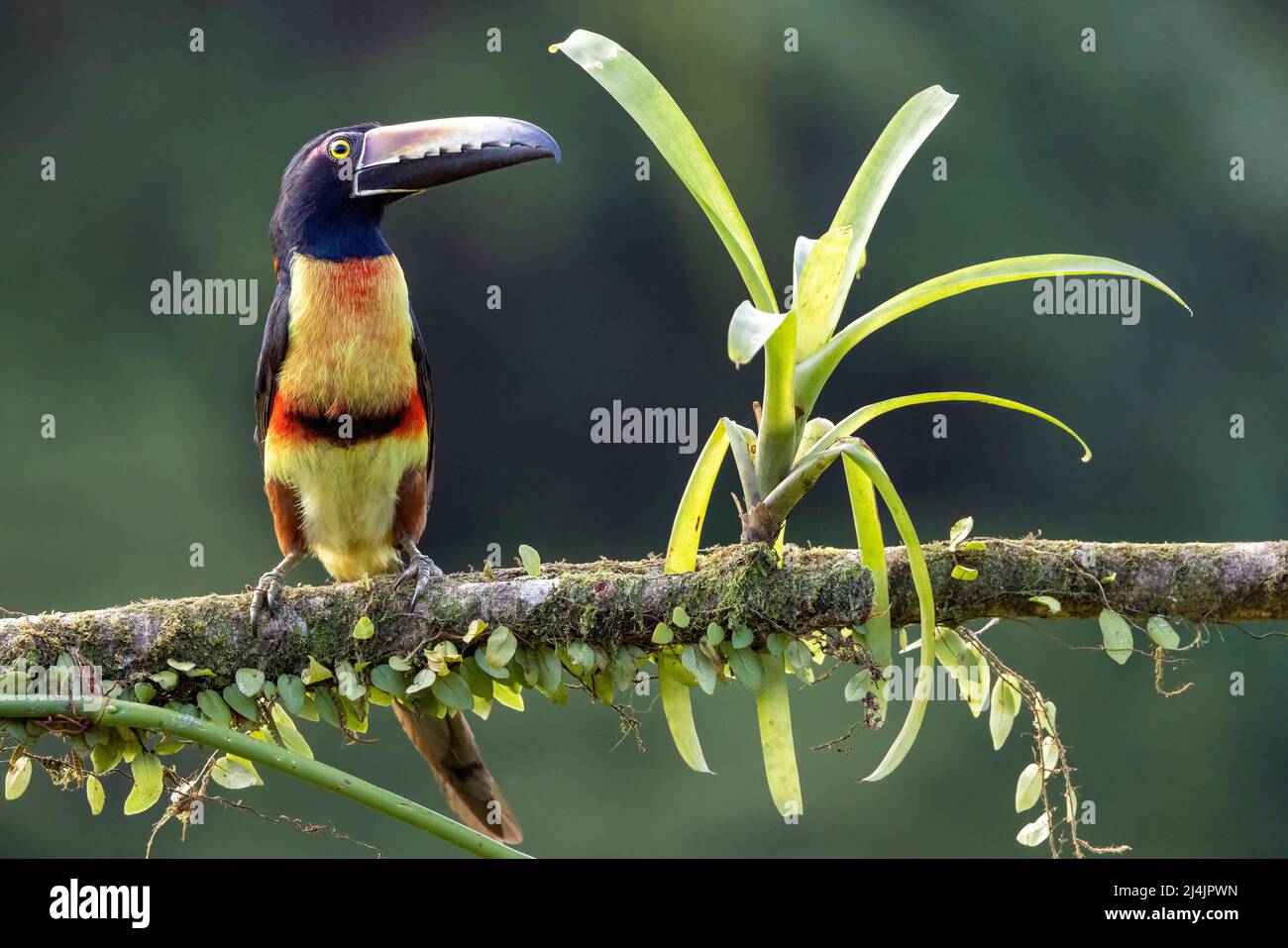Collared aracari (Pteroglossus torquatus) - La Laguna del Lagarto Eco ...