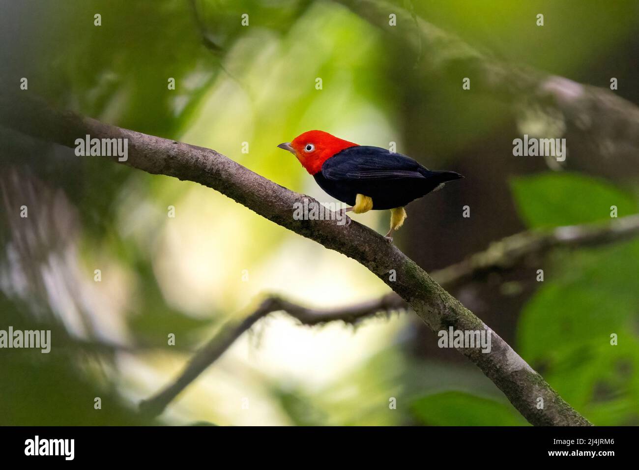 Red-capped manakin (Ceratopipra mentalis) male performing moonwalk ...