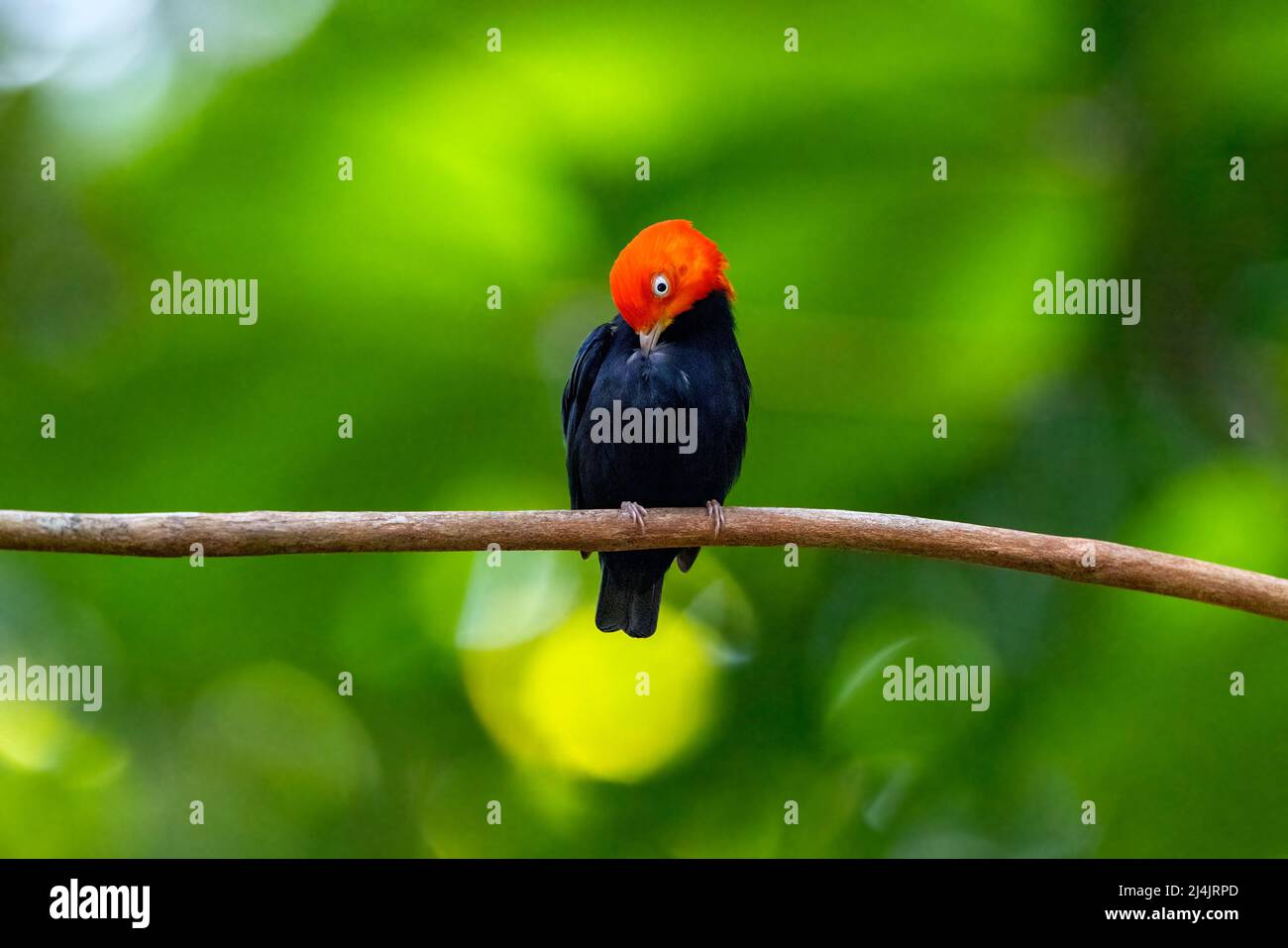Red-capped manakin (Ceratopipra mentalis) male preening - La Laguna del ...